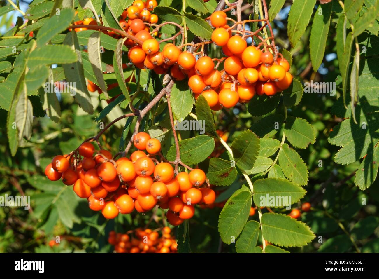 Scottish tree hi-res stock photography and images - Alamy