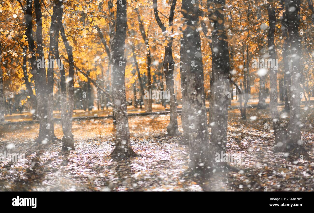 Autumn park in the days of the first snow Stock Photo - Alamy