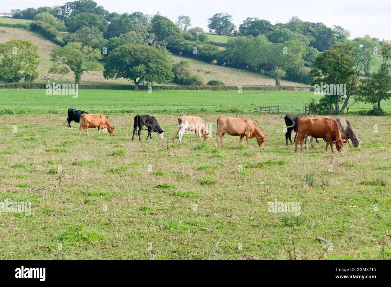 Cattle in a field, Somerset, England Stock Photo - Alamy