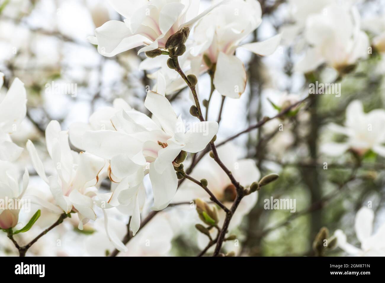 White magnolia flowers on tree on sky background Stock Photo - Alamy