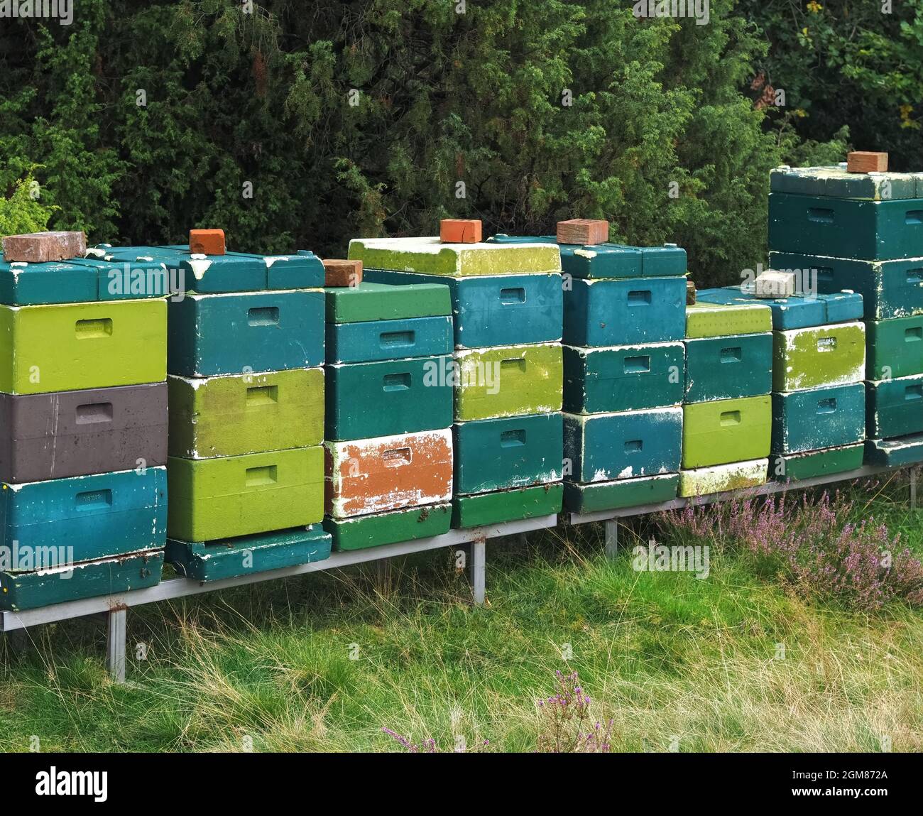 Colorful beehives with flying bees on green grass Stock Photo - Alamy