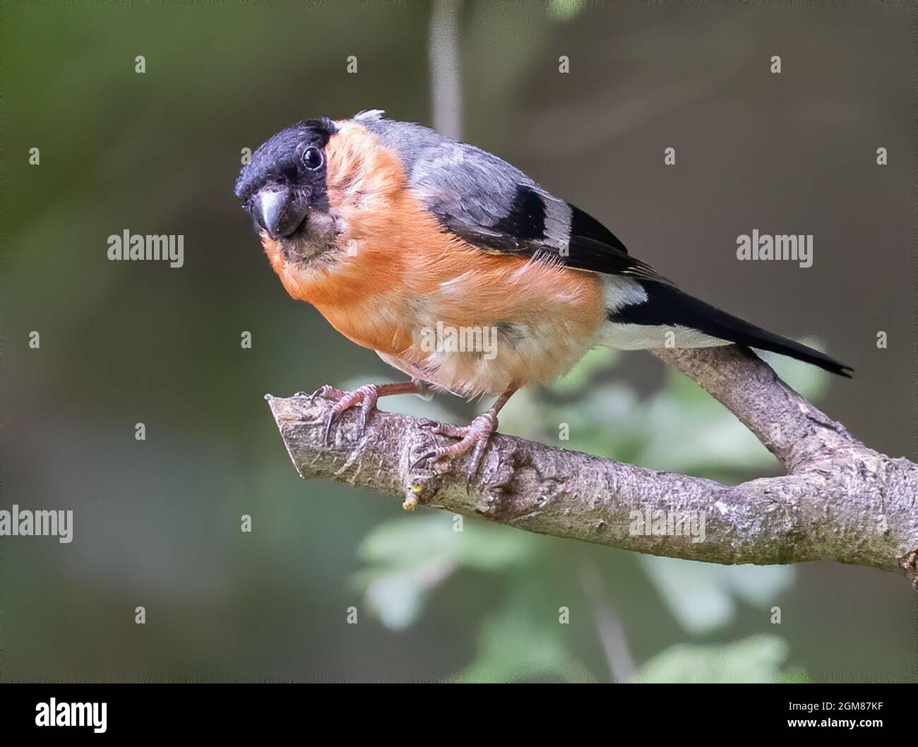 Closeup shot of a European bullfinch bird on a branch Stock Photo - Alamy