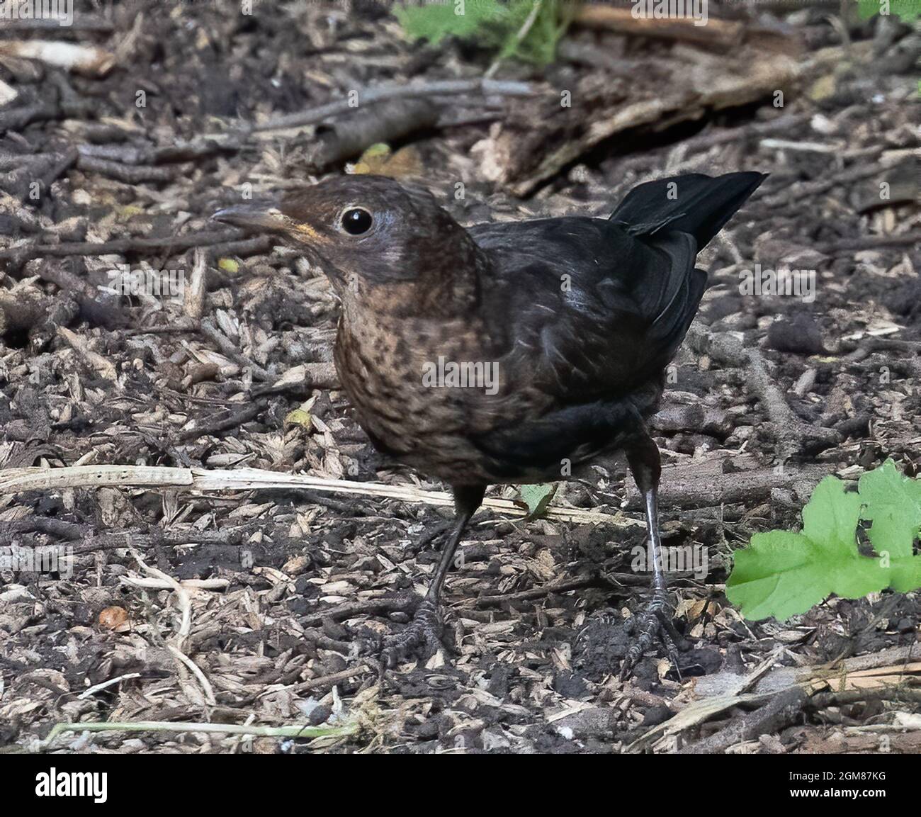 Orange-billed nightingale-thrush bird on a forest floor Stock Photo - Alamy