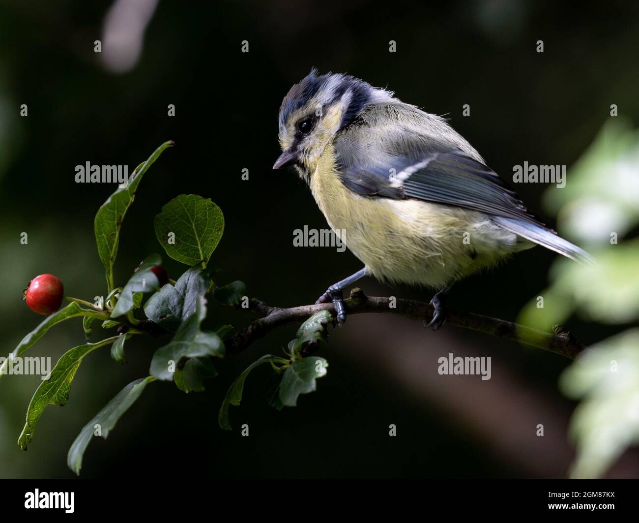 Closeup shot of a Eurasian blue tit bird on a branch Stock Photo - Alamy