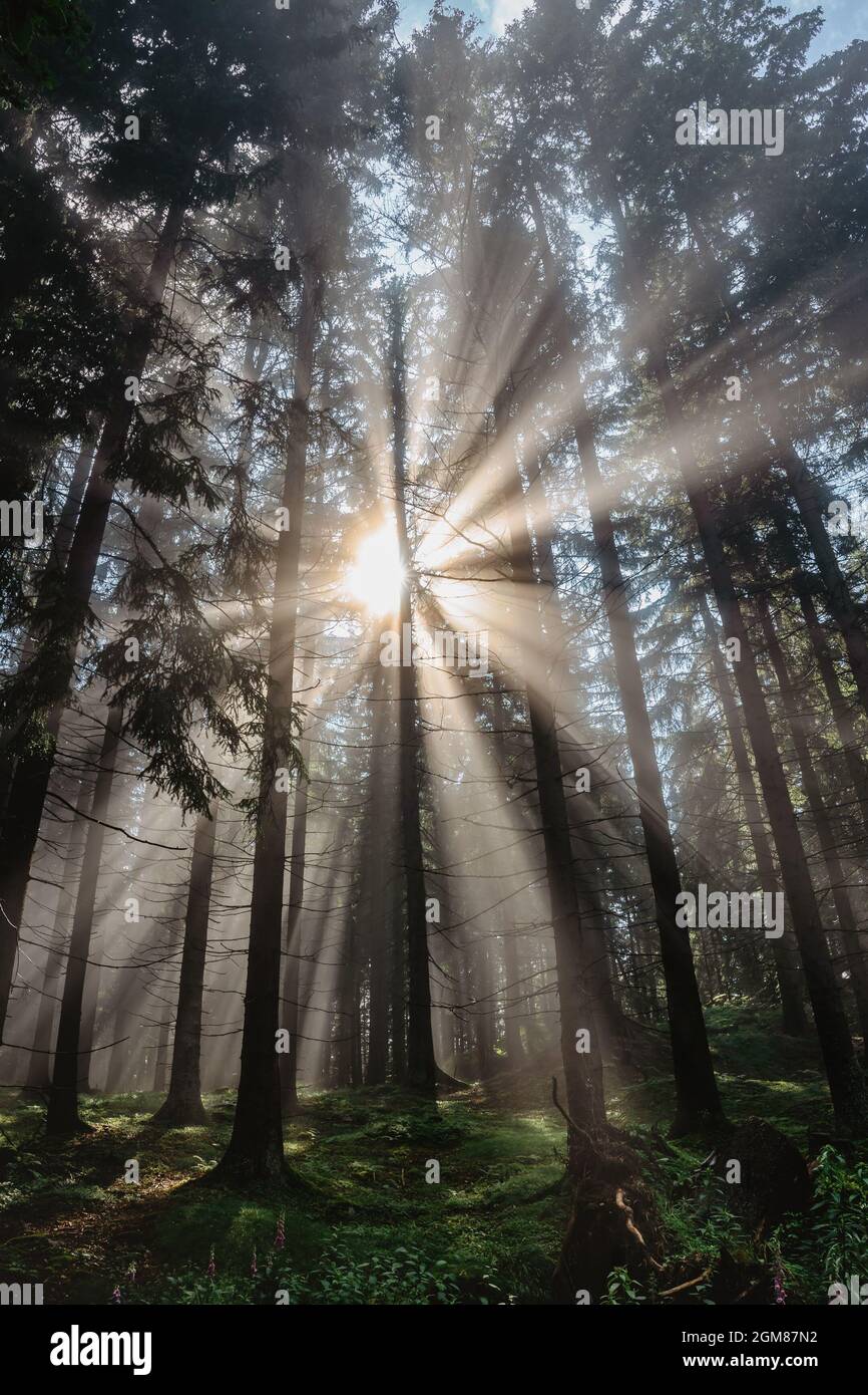 Magical illumination hi-res stock photography and images - Alamy