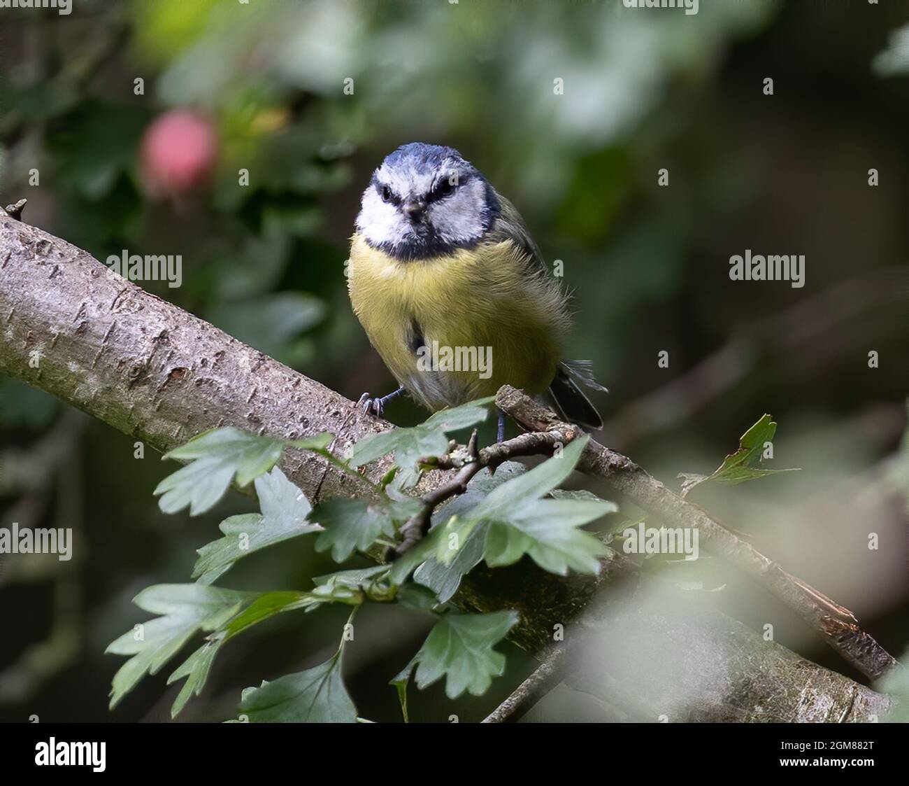 Closeup shot of a Eurasian blue tit bird on a branch Stock Photo - Alamy