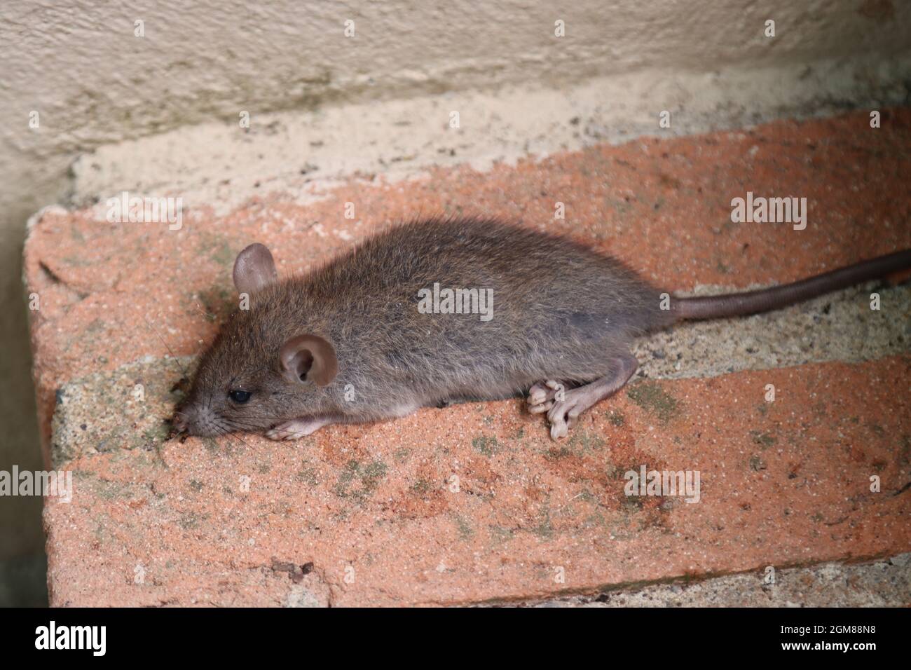 Small vole rodent lying on a step Stock Photo - Alamy