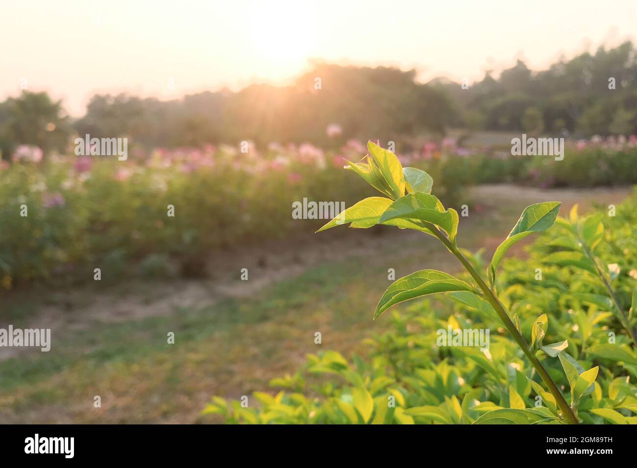 young shoots of a green tree, close-up. Natural spring background of ...