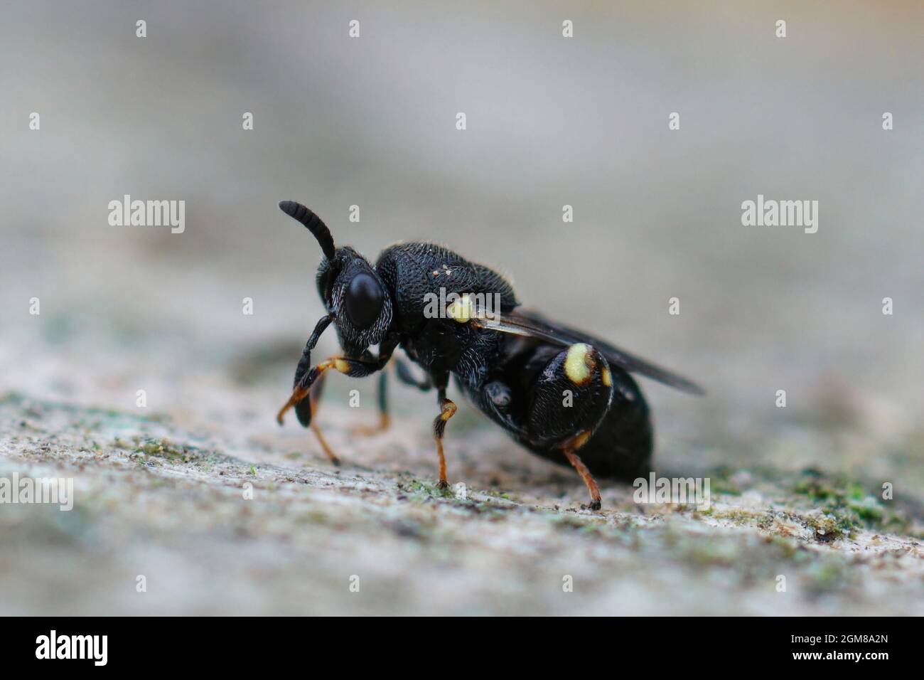 Brachymeria obtusata hi-res stock photography and images - Alamy