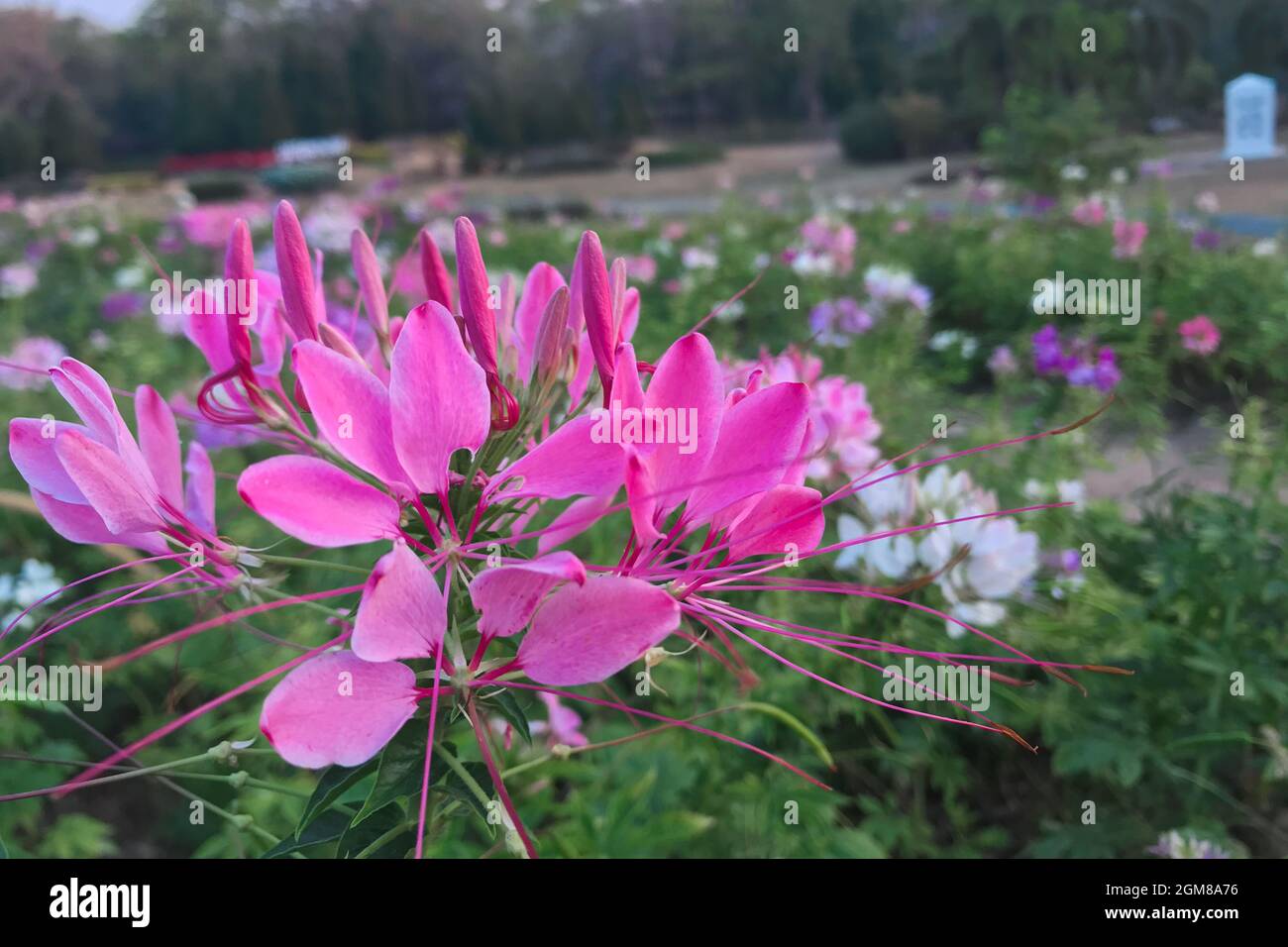 Pink Cleome hassleriana flower in the garden Species of Cleome are ...