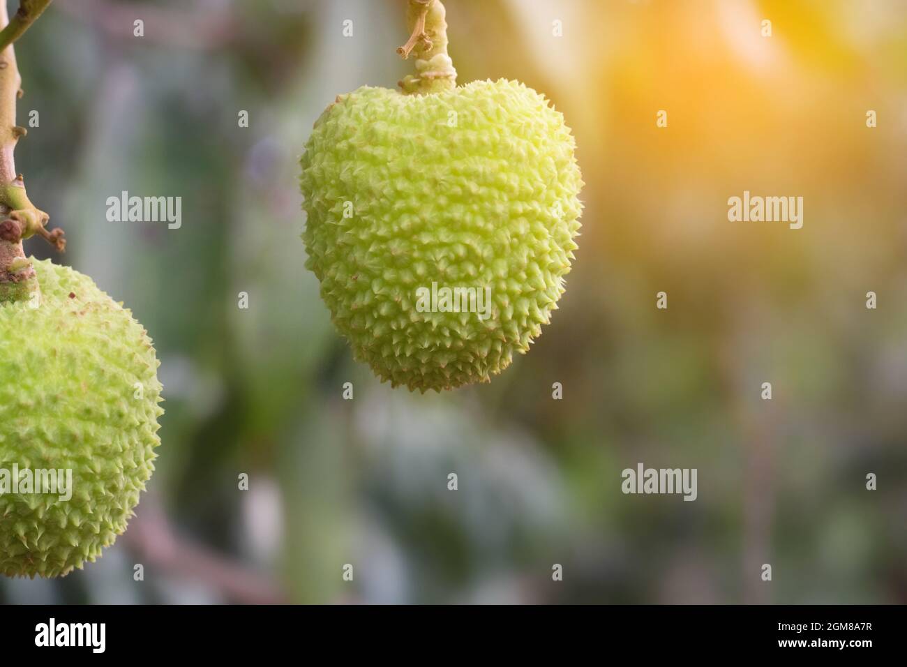 Unripe green lychee hanging from a lychee tree. Fresh green lychee ...