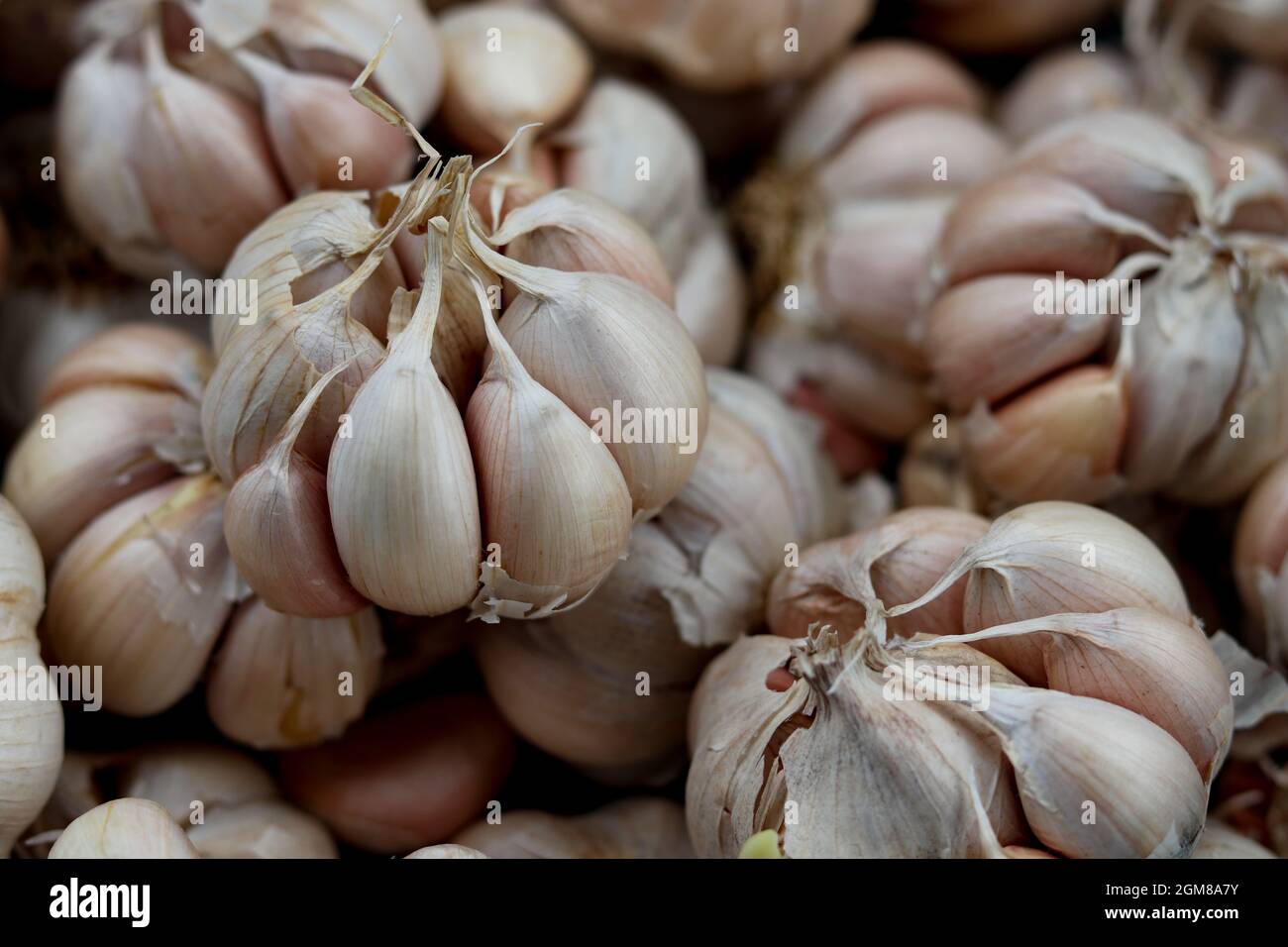 Garlic in container hi-res stock photography and images - Alamy