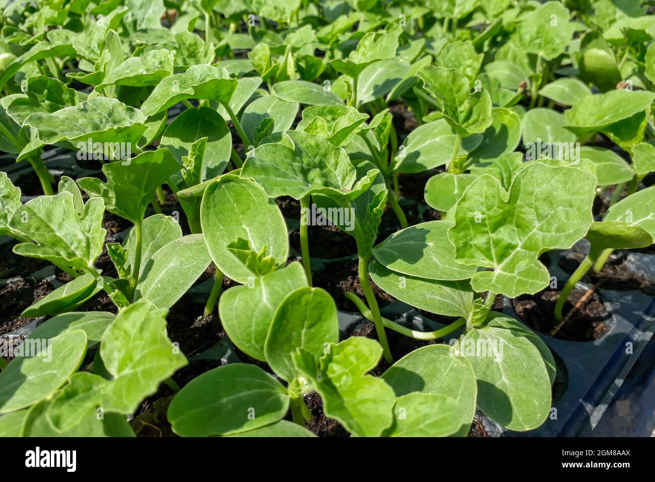 Small watermelon tree growing in garden, farmers use for analysis of ...
