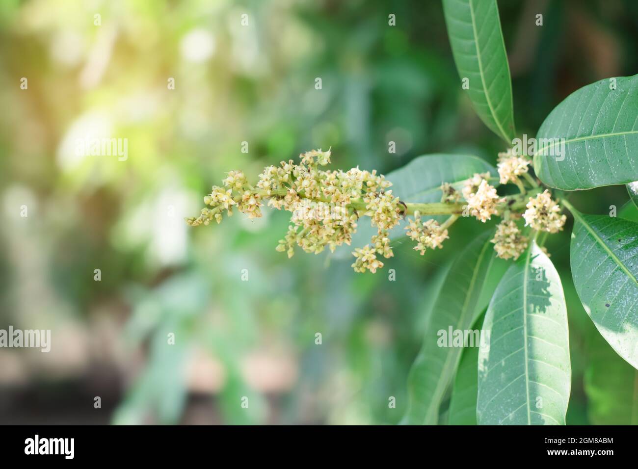 Flowers of longan. Longan tropical fruit Stock Photo - Alamy
