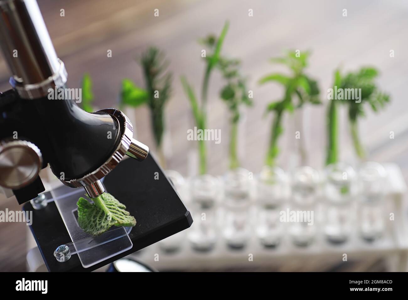 Microscope and partings on the table in the laboratory. Study on GMOs ...