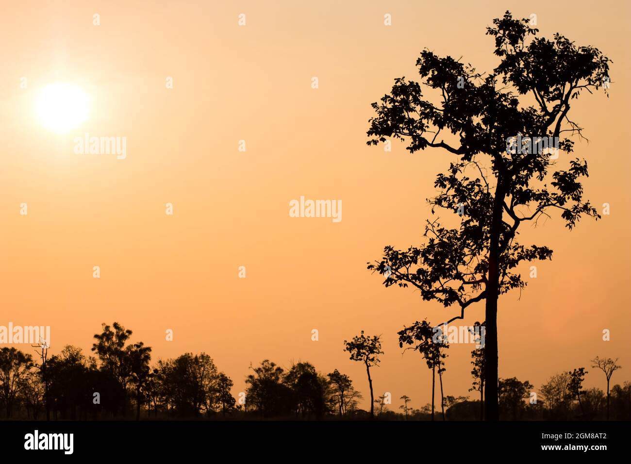 Beautiful scenery of sunset in the forest. Bright orange color of the ...