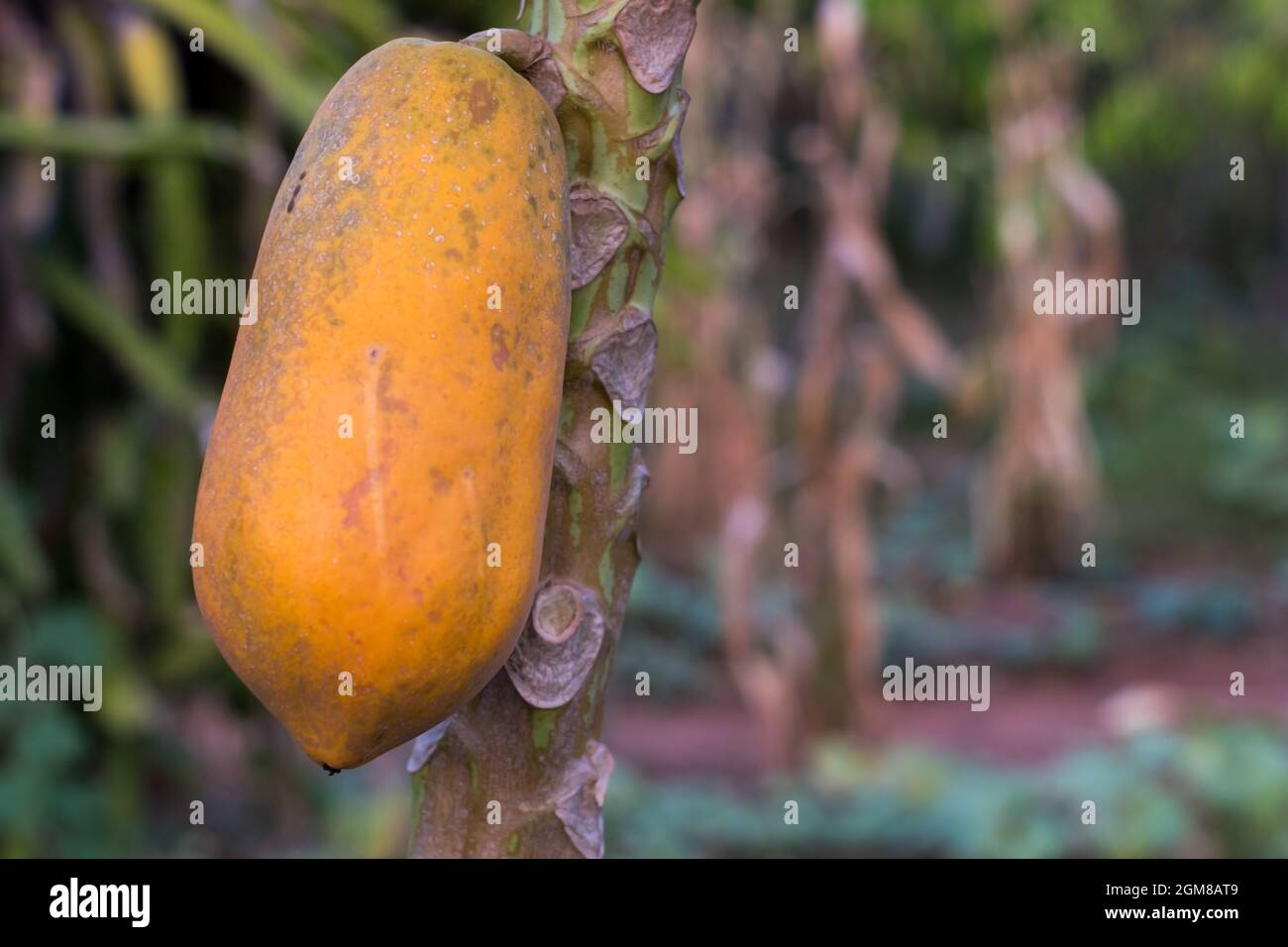 Close up of ripe papaya on nature background. Yellow papaya fruit on ...