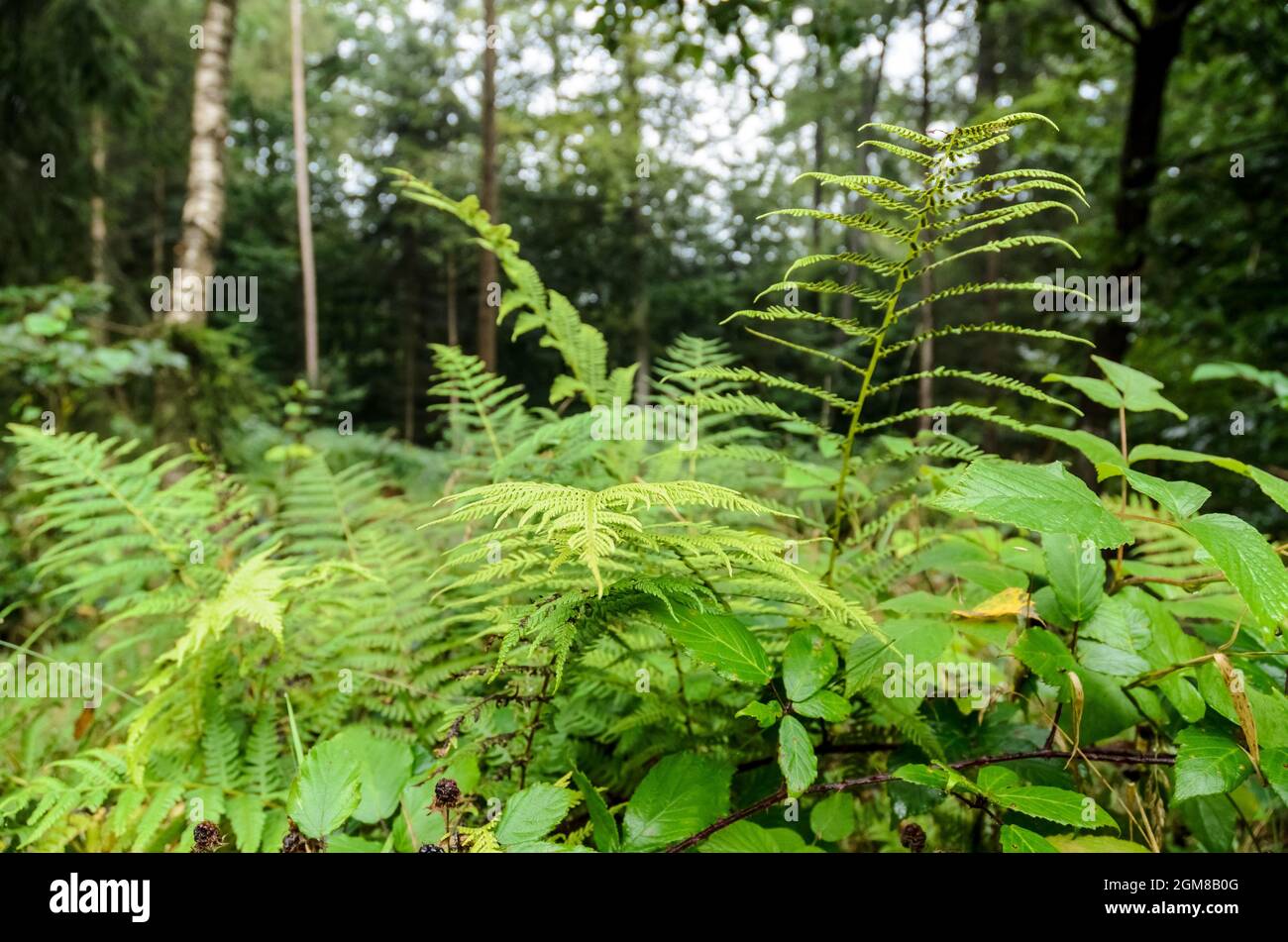 Green forest and ferns hi-res stock photography and images - Alamy