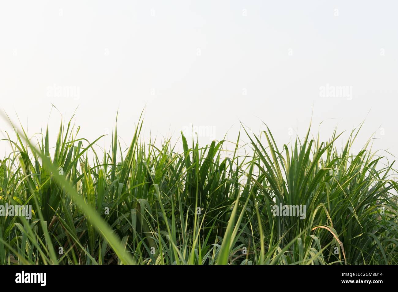 Sugar cane field isolated background Stock Photo - Alamy