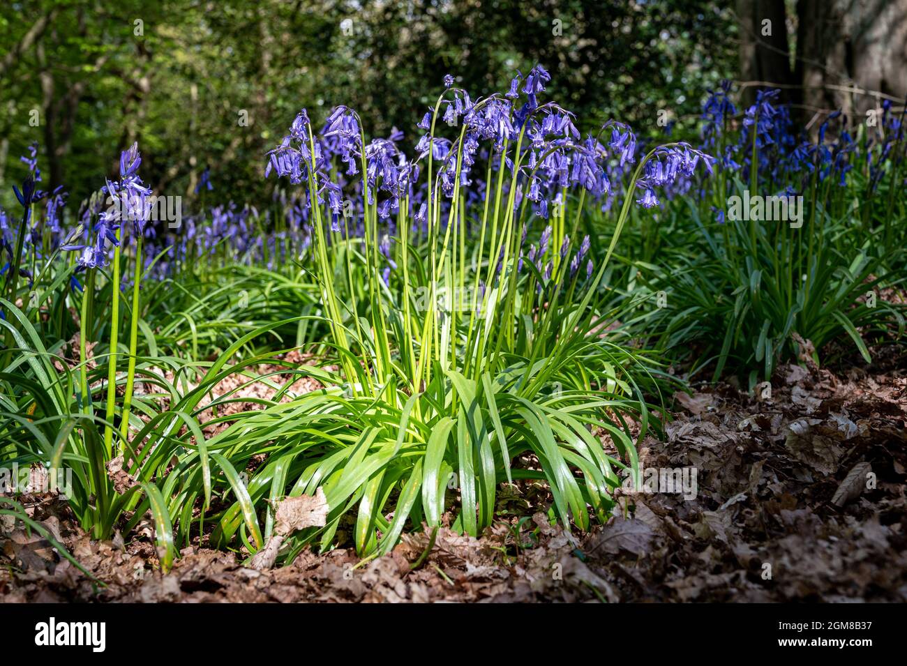 Light and shade blue bell flowers in spring Stock Photo - Alamy