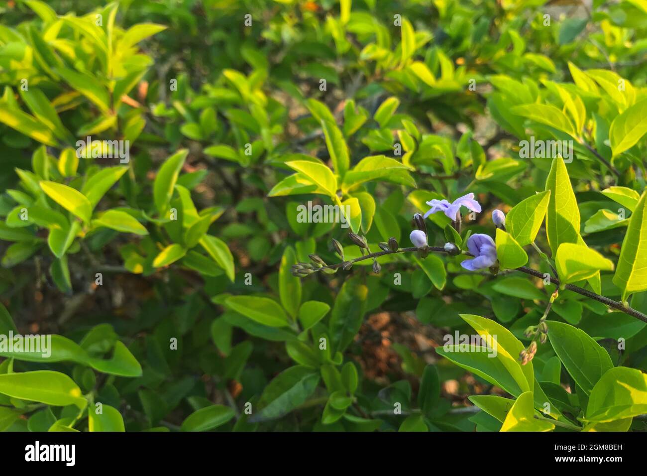 young shoots of a green tree, close-up. Natural spring background of ...