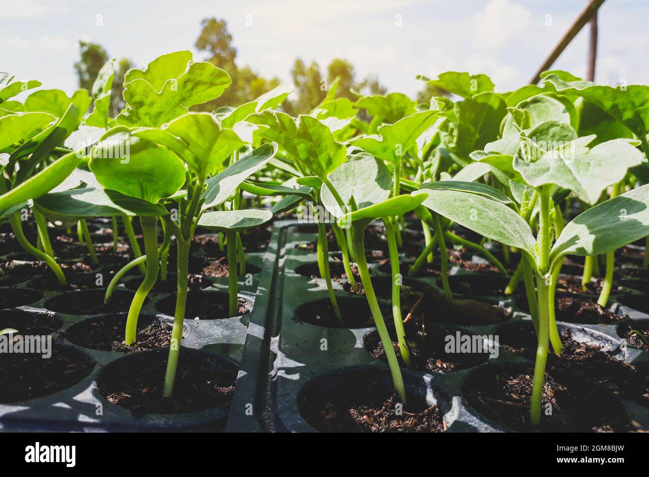 Small watermelon tree growing in garden, farmers use for analysis of ...