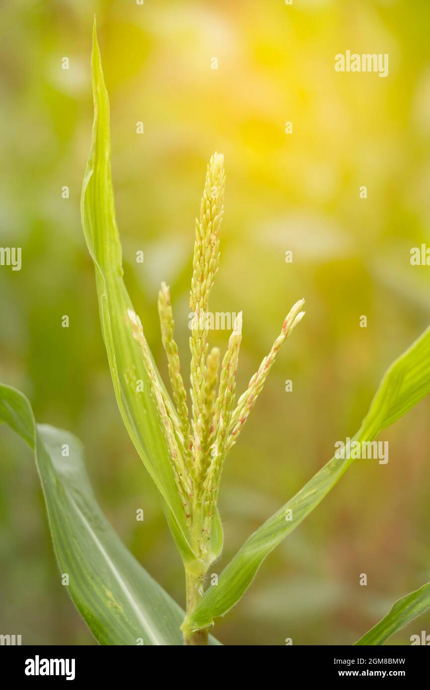 Corn flowers in garden. Young corn field at agriculture farm Stock ...