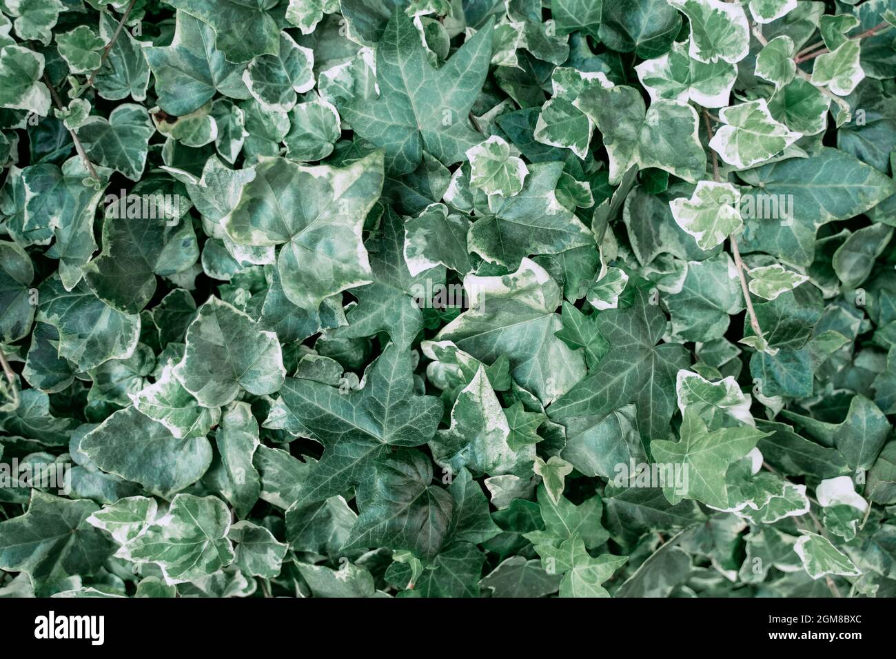 Lush Green Algerian ivy Hedera Background top view Stock Photo - Alamy