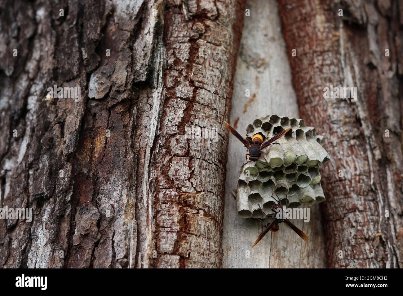 Close up wasps constructing and protecting larvae on the nest Stock ...