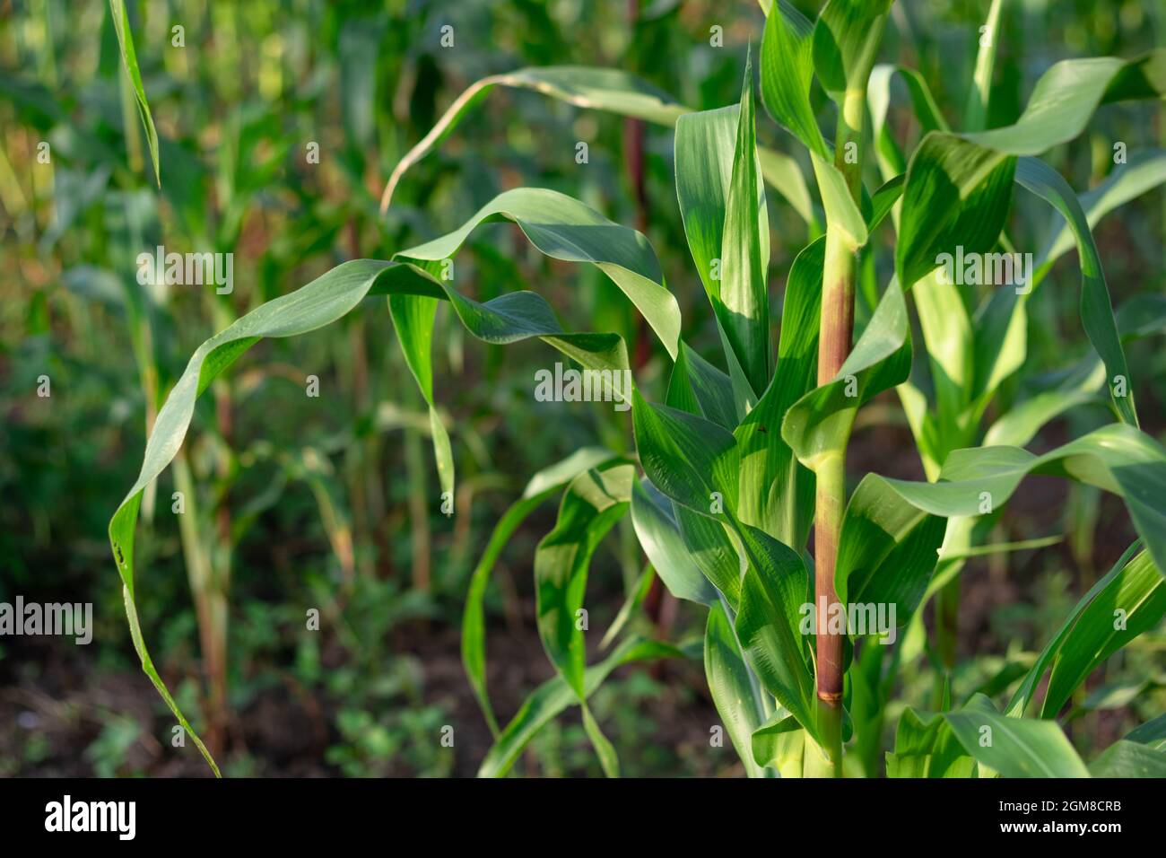 Corn flowers in garden. Young corn field at agriculture farm Stock ...