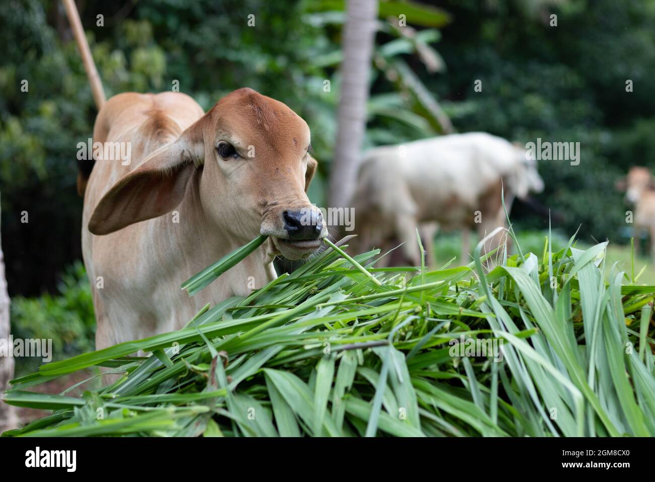 Close up of young cow eating grass Stock Photo - Alamy