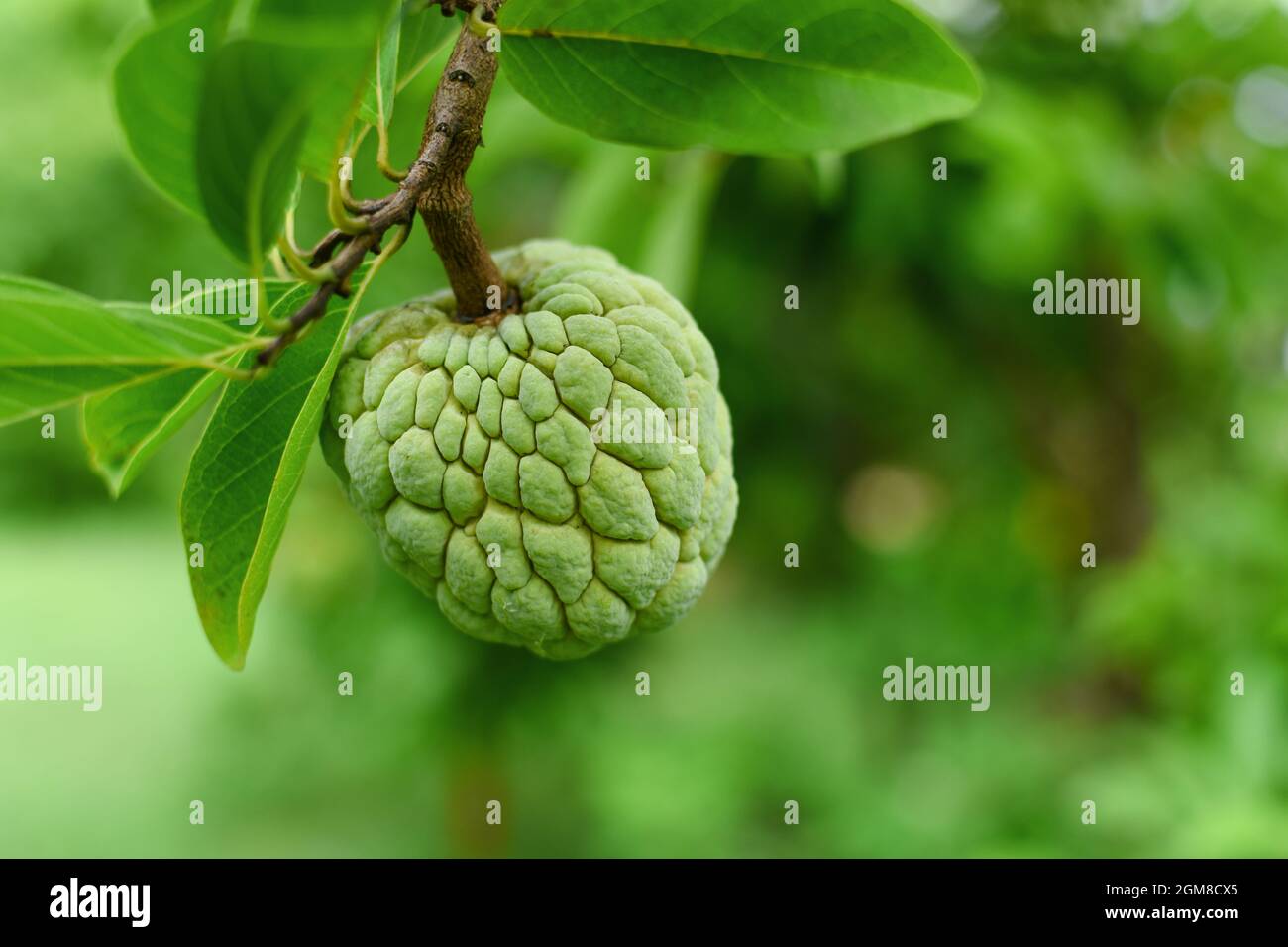 Custard apple branch on tree Stock Photo - Alamy