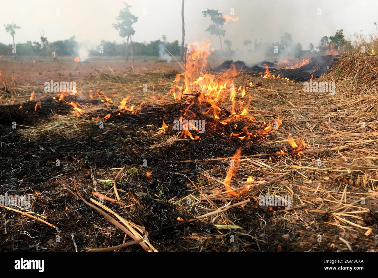 Fire is burning hay in the dry season Stock Photo - Alamy