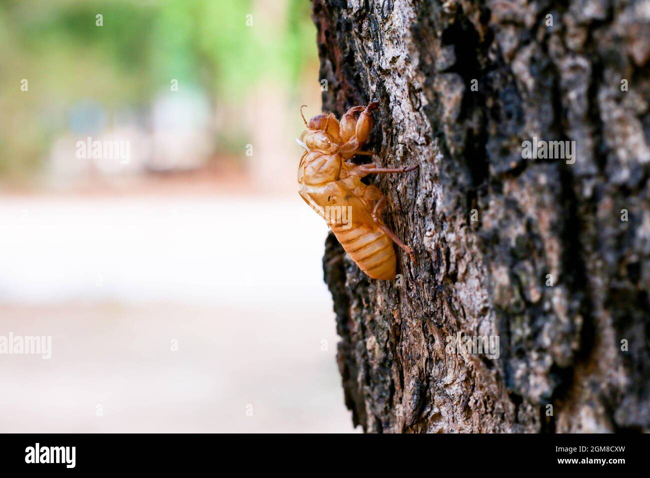 Cicada close up hi-res stock photography and images - Alamy