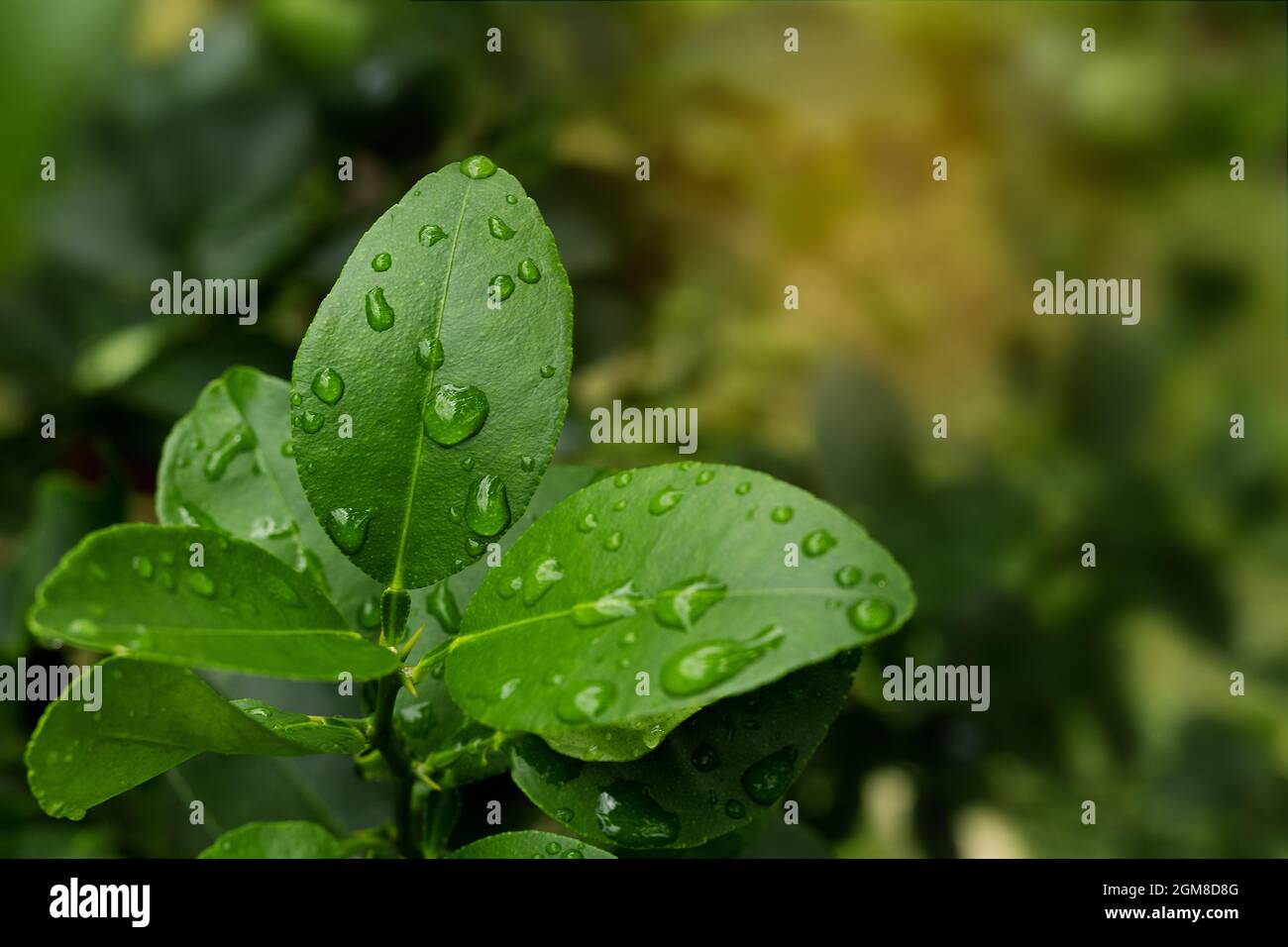 Fresh kaffir lime hi-res stock photography and images - Alamy