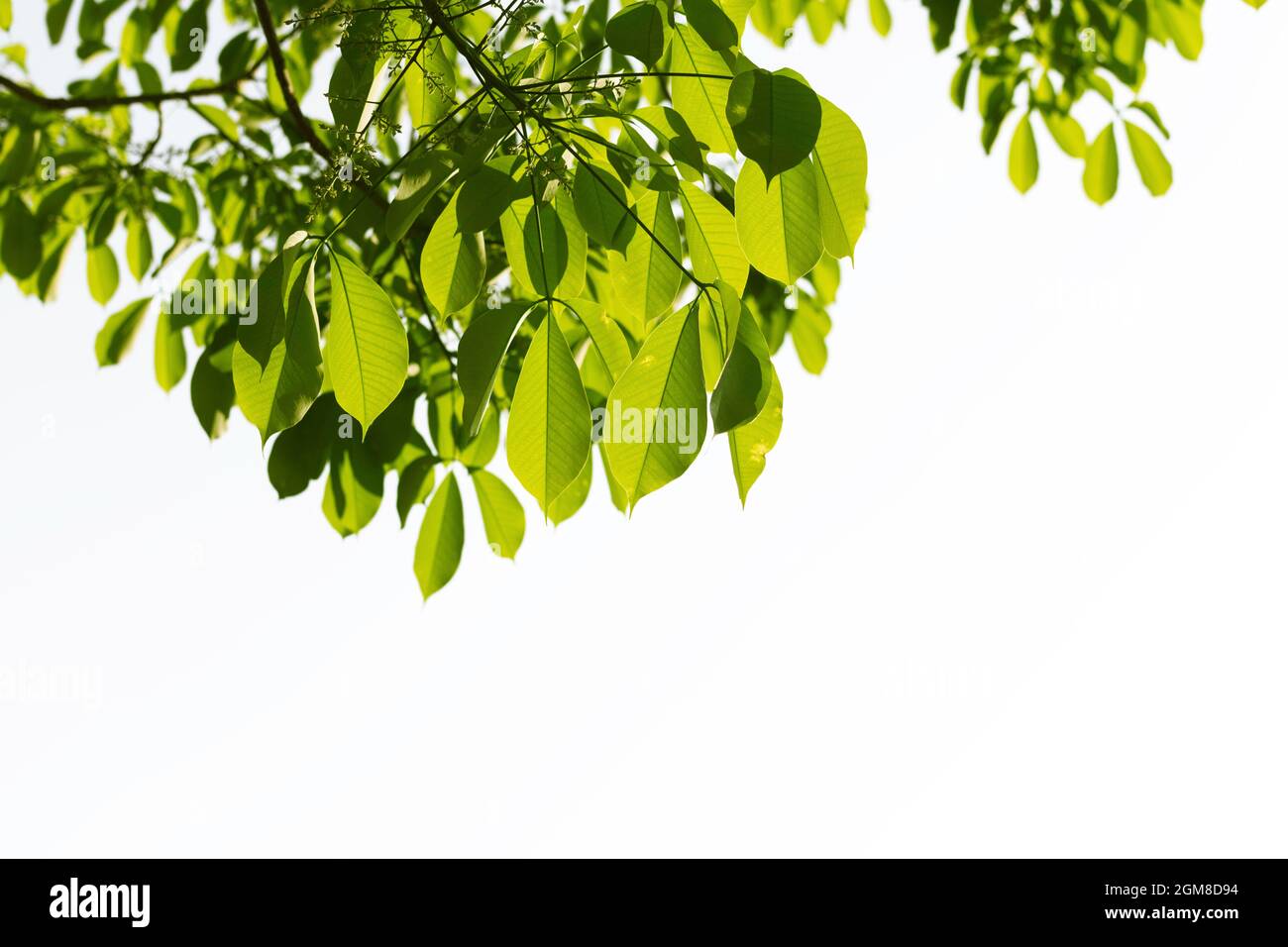 Fresh green rubber leaves isolated white background, hevea brasiliensis ...