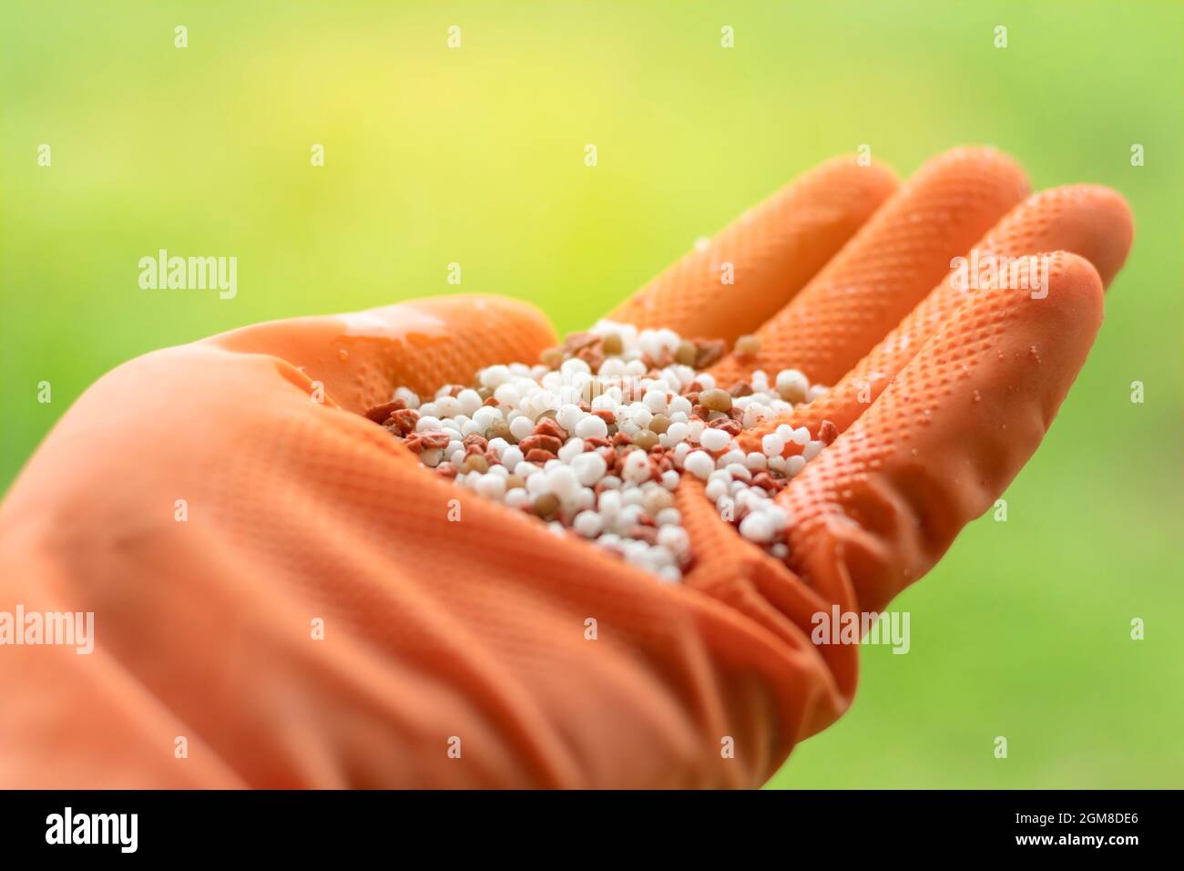 Chemical fertilizer at the hands of farmers with nature background ...