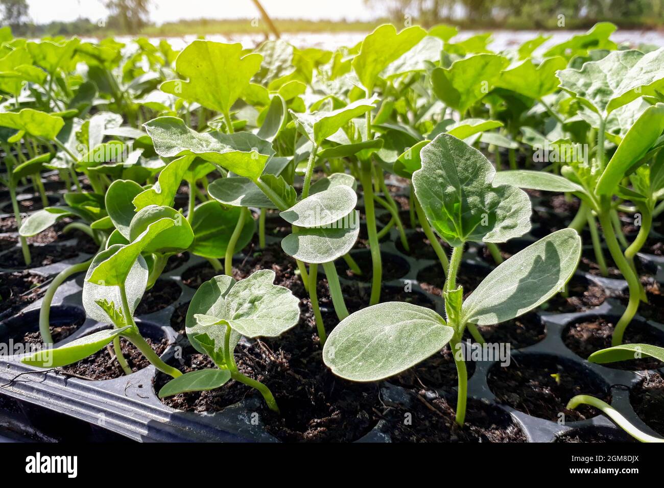 Small watermelon tree growing in garden, farmers use for analysis of ...