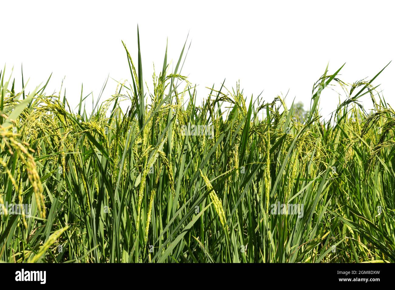 Rice plant isolated on white background Stock Photo - Alamy
