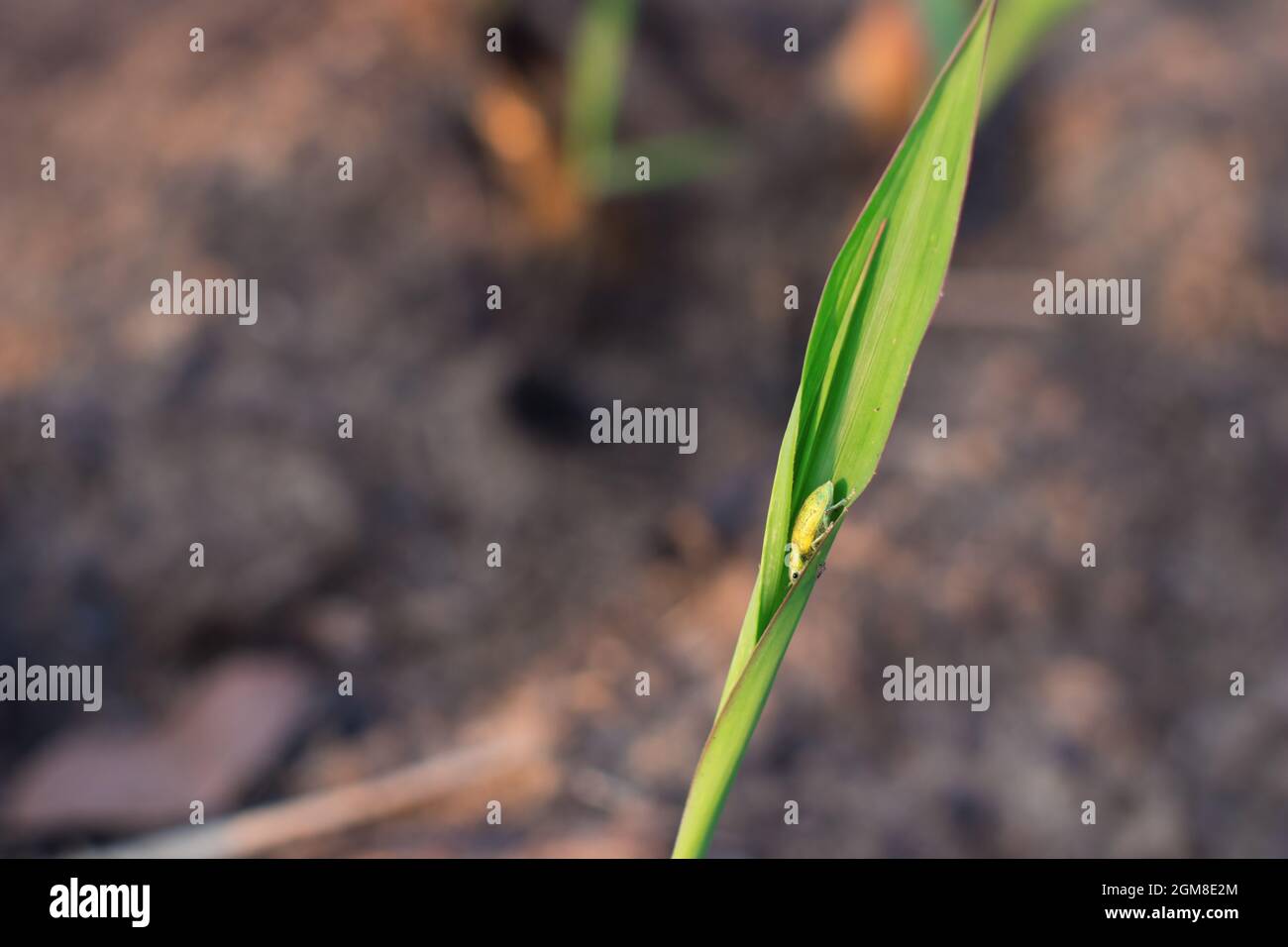Insect on sugar cane leaves Stock Photo - Alamy