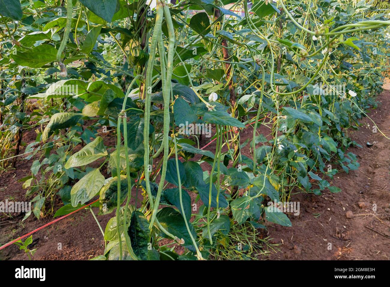 Fresh Yard Long beans bean in garden Stock Photo - Alamy