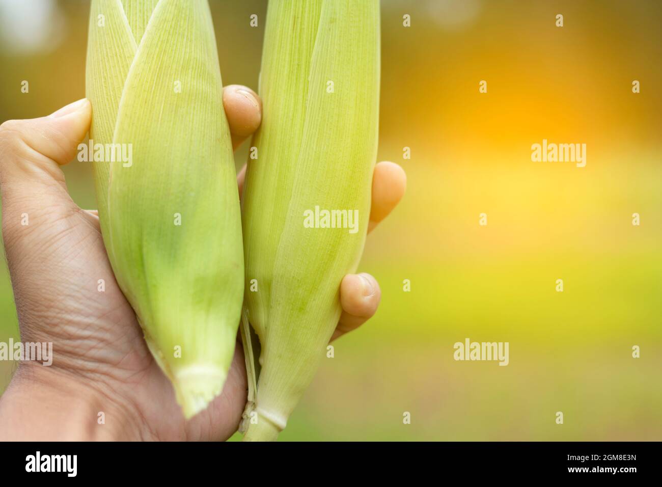Men hand holding corn with corn garden background Stock Photo - Alamy