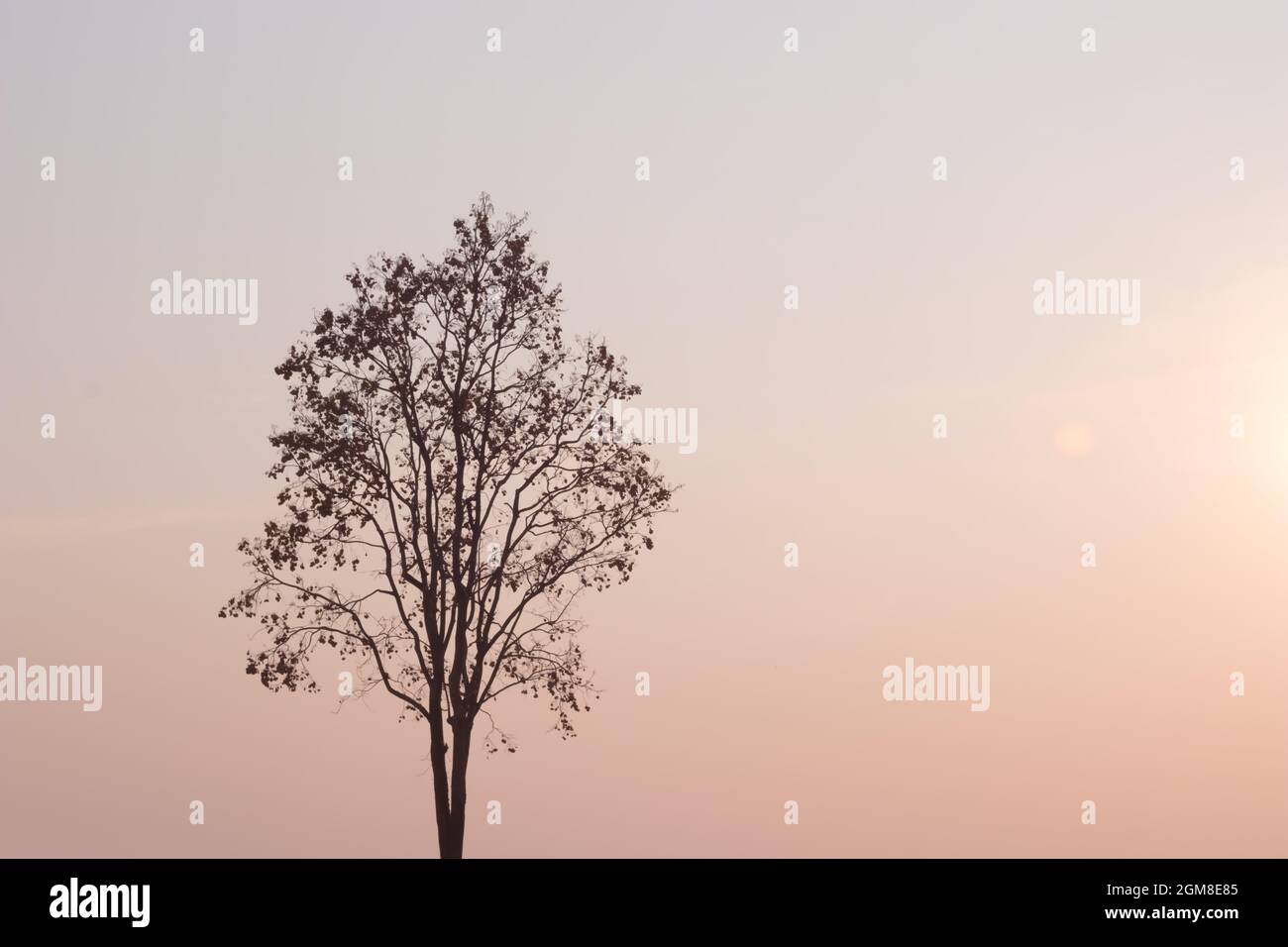 Beautiful scenery of sunset in the forest. Bright orange color of the ...