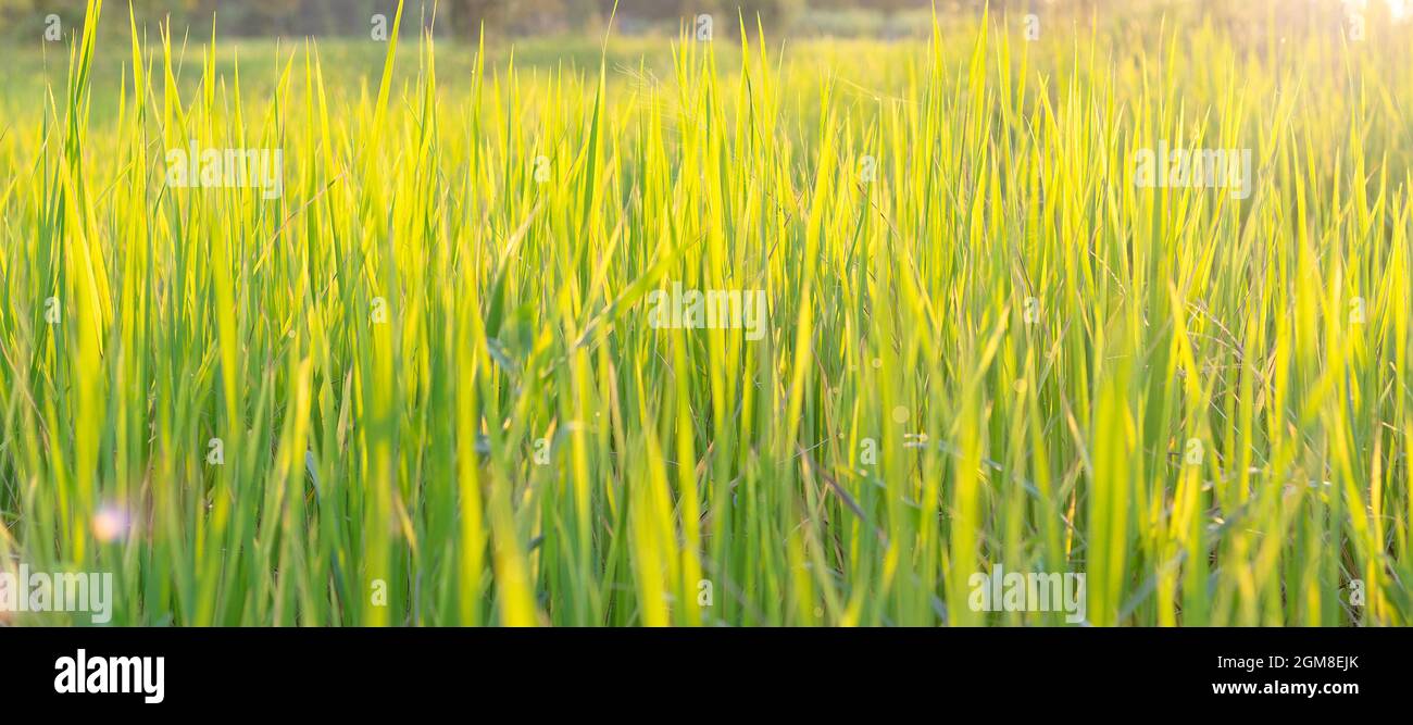 Rice field in the morning with the sun shining through Stock Photo - Alamy