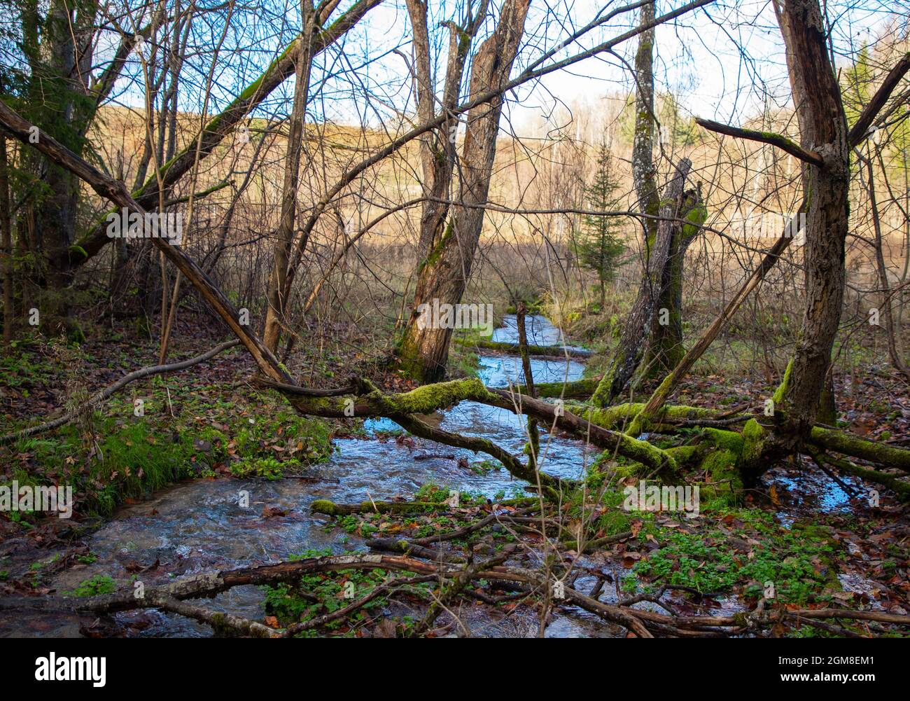 Autumn forest landscape with a small river Stock Photo - Alamy