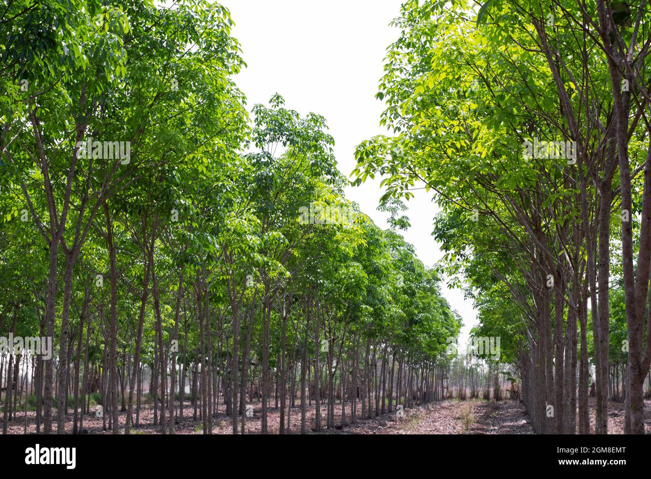 Rubber tree row agricultural. Hevea brasiliensis green leaves ...