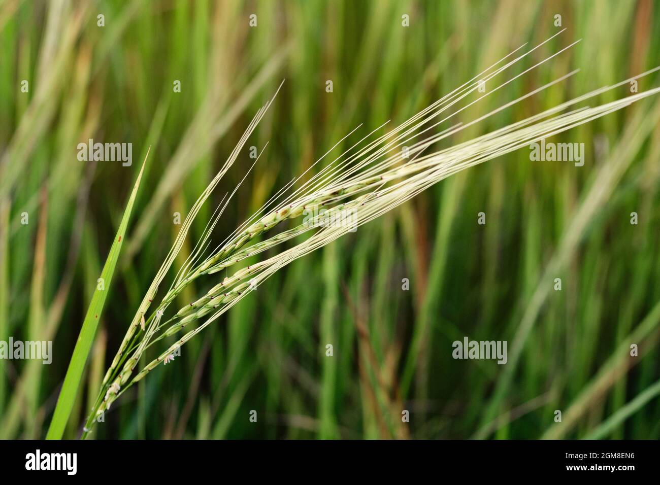 Flowering rice plant hi-res stock photography and images - Alamy