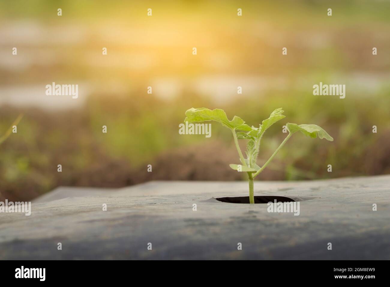 Small watermelon tree growing in garden. Small plants growing and ...