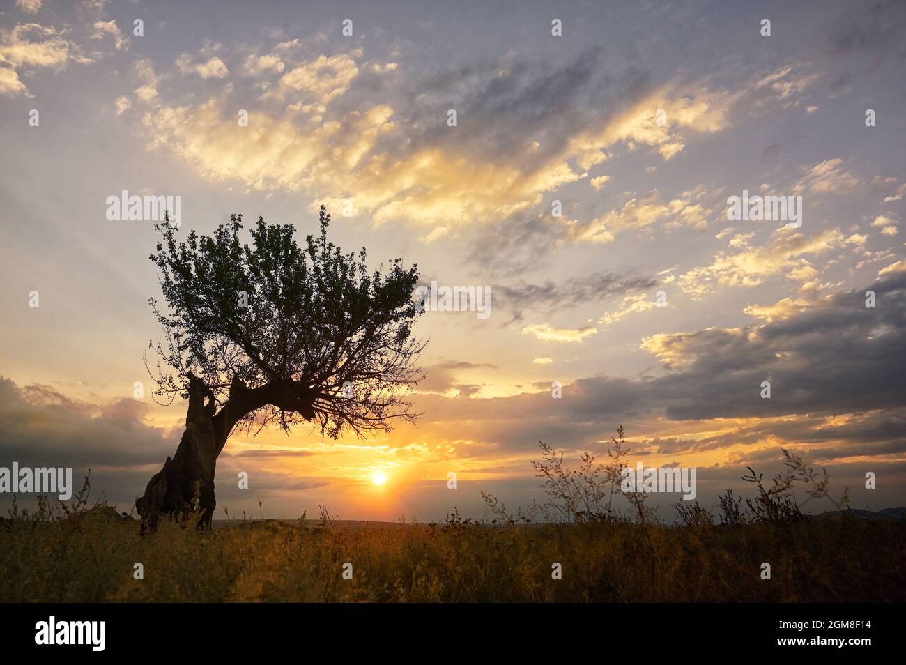Single Oak Tree Summer Sunset In Greci, Romania Stock Photo - Alamy