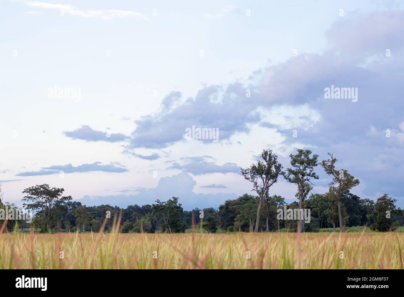 Sunset sky with rice fields yellow sky background Stock Photo - Alamy